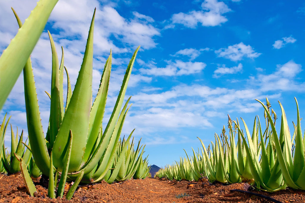 AltMed Labs – altmedlabs-com